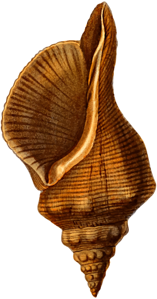 OnlineLabels Clip Art - Horse Conch