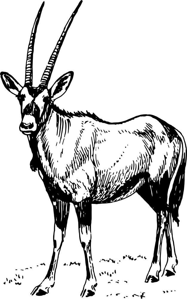 Oryx Coloring Pages Coloring Pages