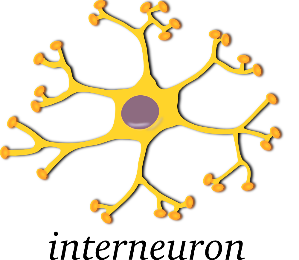 OnlineLabels Clip Art - Neuron-Interneuron